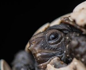 Turtle Survival Alliance | We Protect Turtles