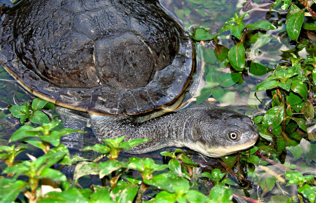 Rote Island Snake Necked Turtle Turtle Survival Alliance