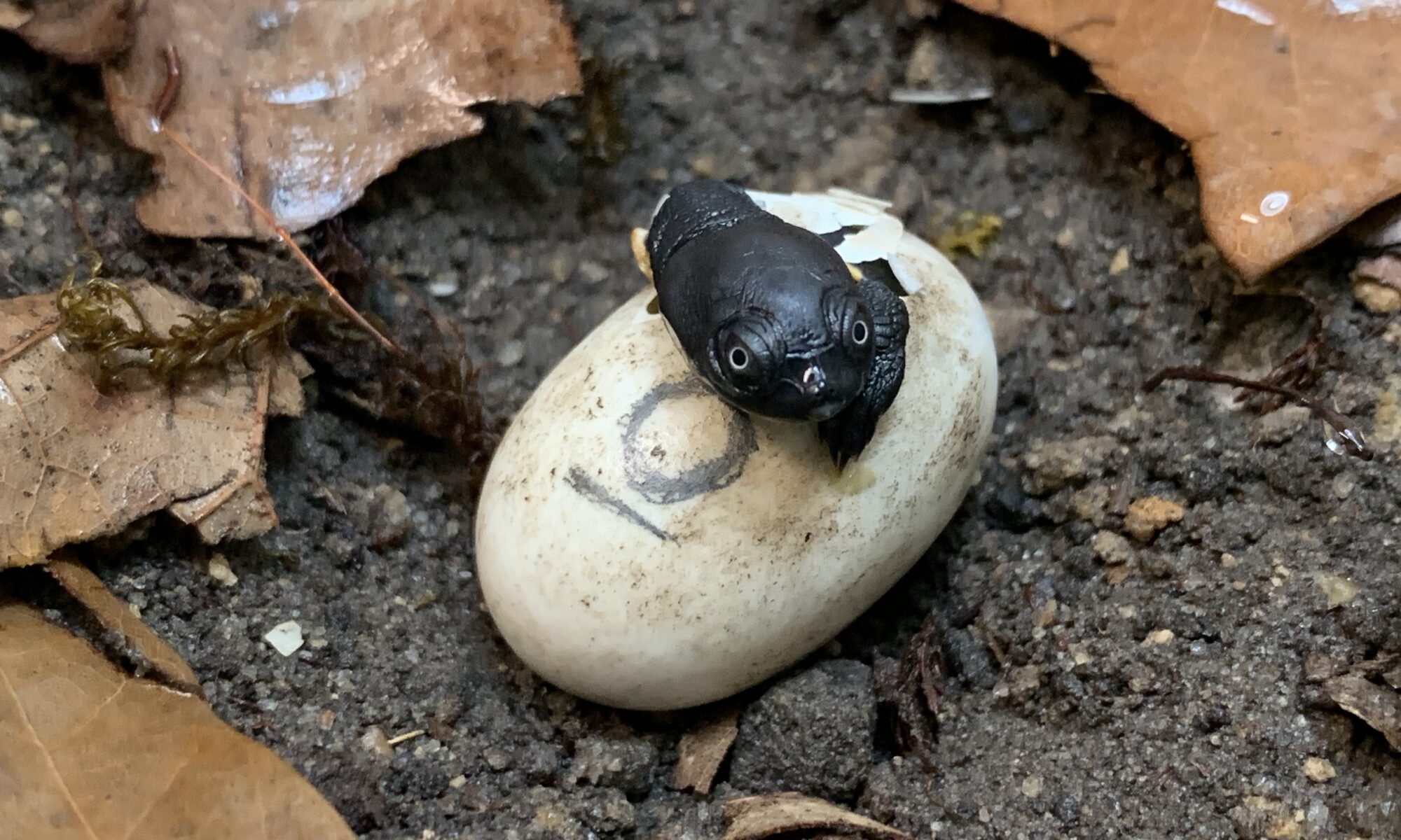 Rote Island Snake-necked Turtle - Turtle Survival Alliance
