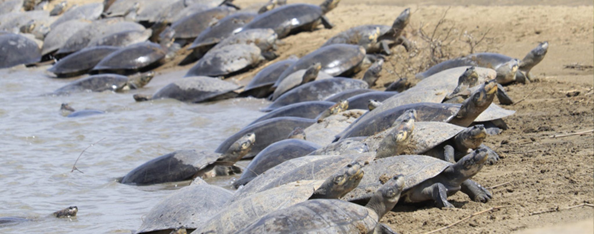 December Nesting Commencement - Turtle Survival Alliance