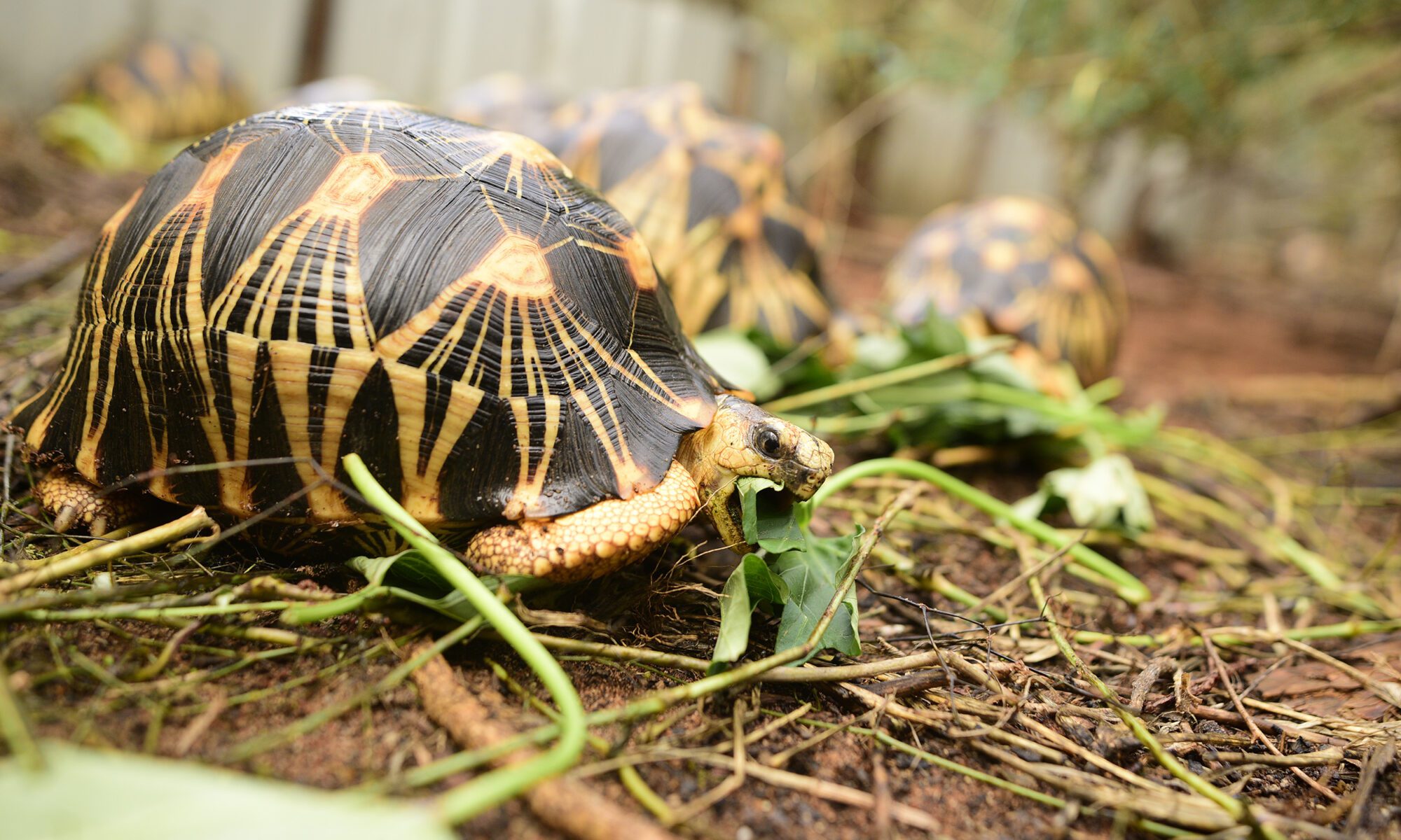 Radiated Tortoise - Turtle Survival Alliance