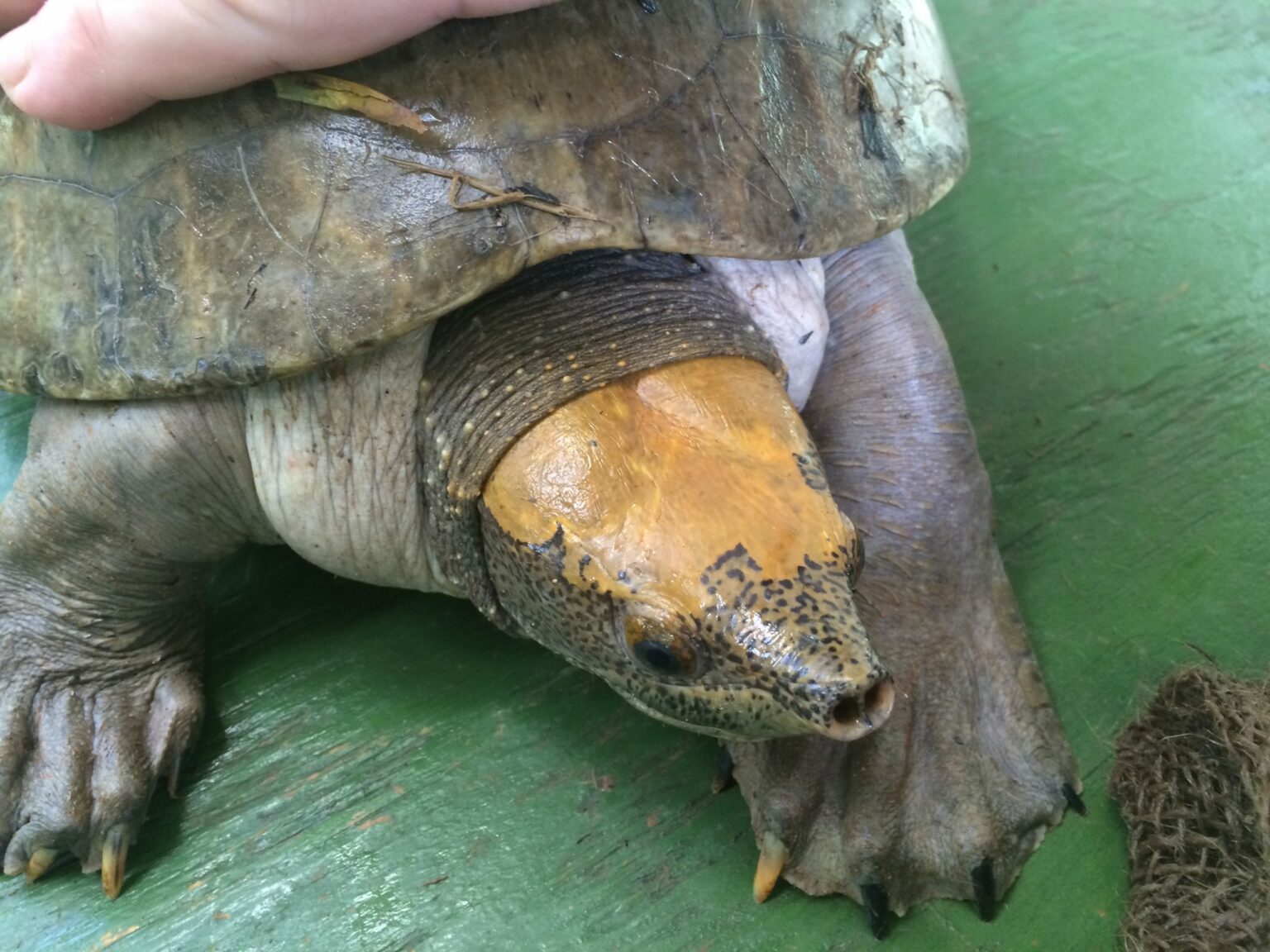 Central American River Turtle - Turtle Survival Alliance