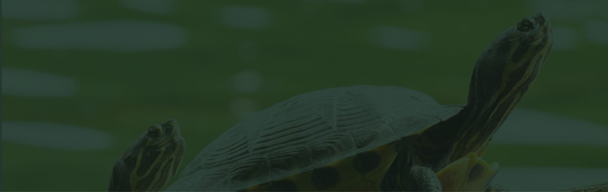 AZA Safe - Turtle Survival Alliance