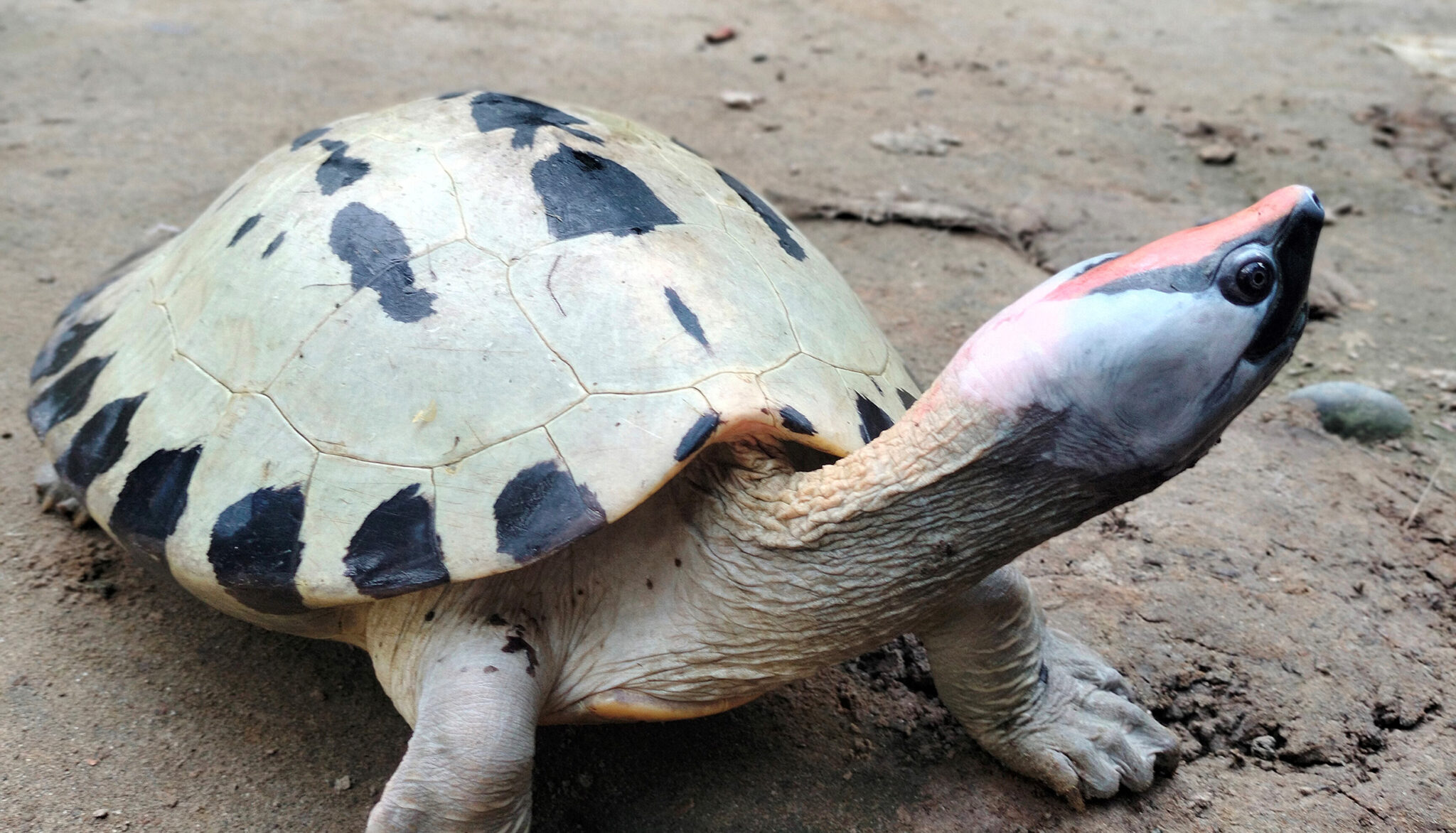 Painted Terrapin - Turtle Survival Alliance