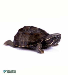 Species Spotlight! Common Musk Turtle! - Turtle Survival Alliance