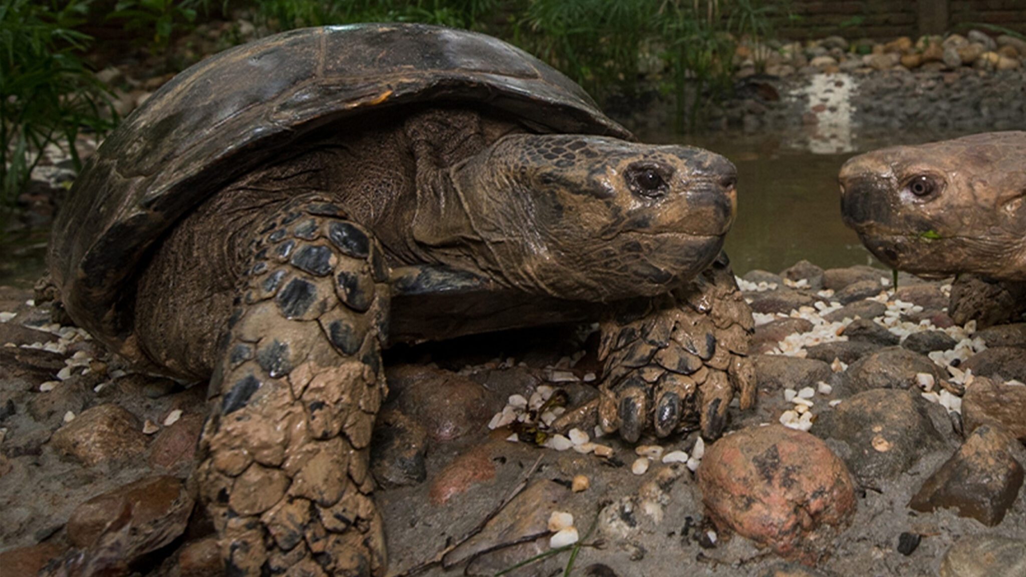 Asian Giant Tortoise - Turtle Survival Alliance