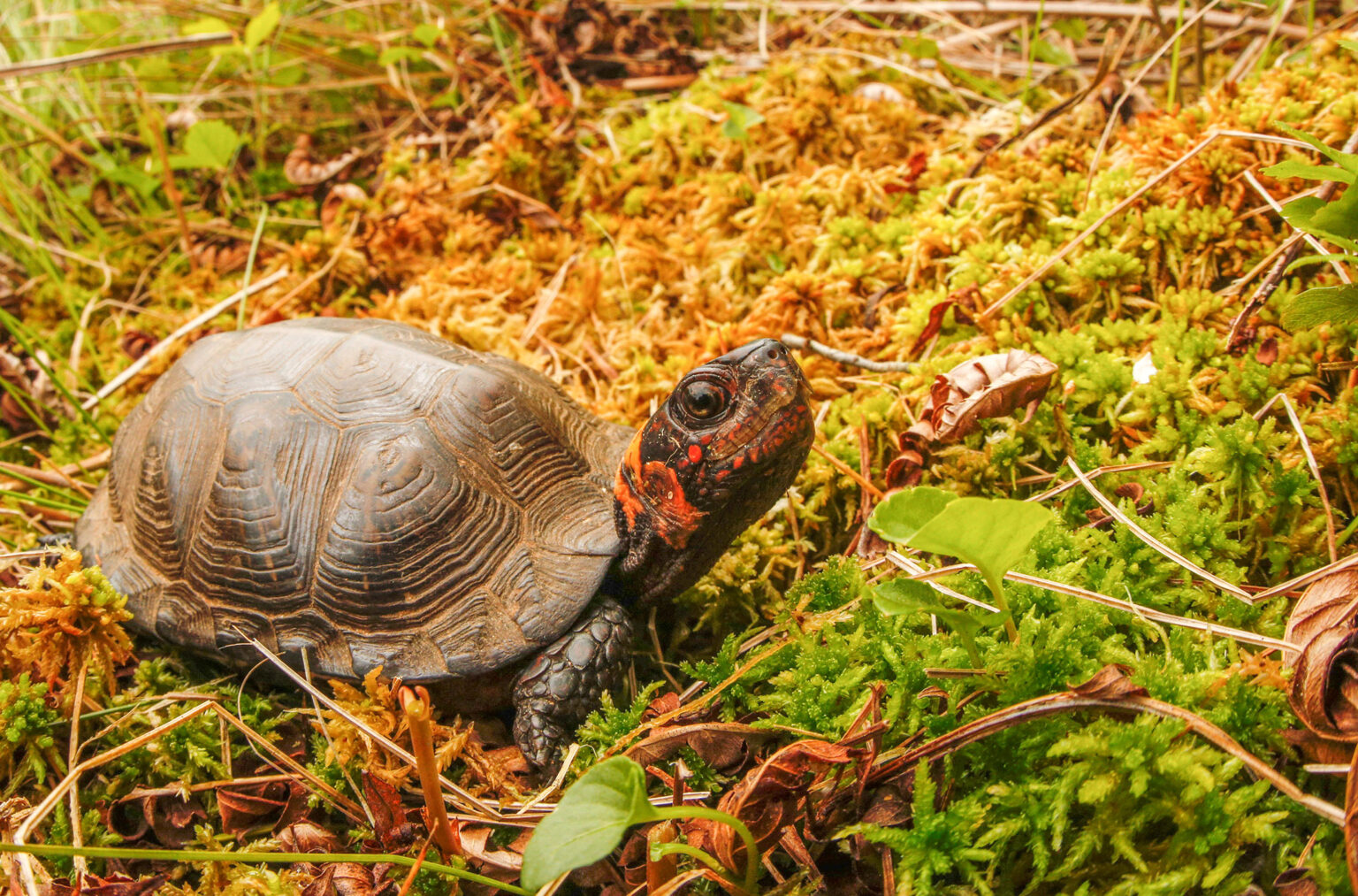 Bog Turtle - Turtle Survival Alliance