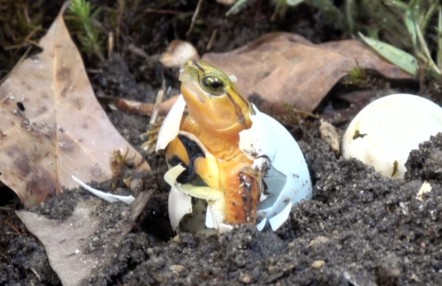 McCord's Box Turtle - Turtle Survival Alliance