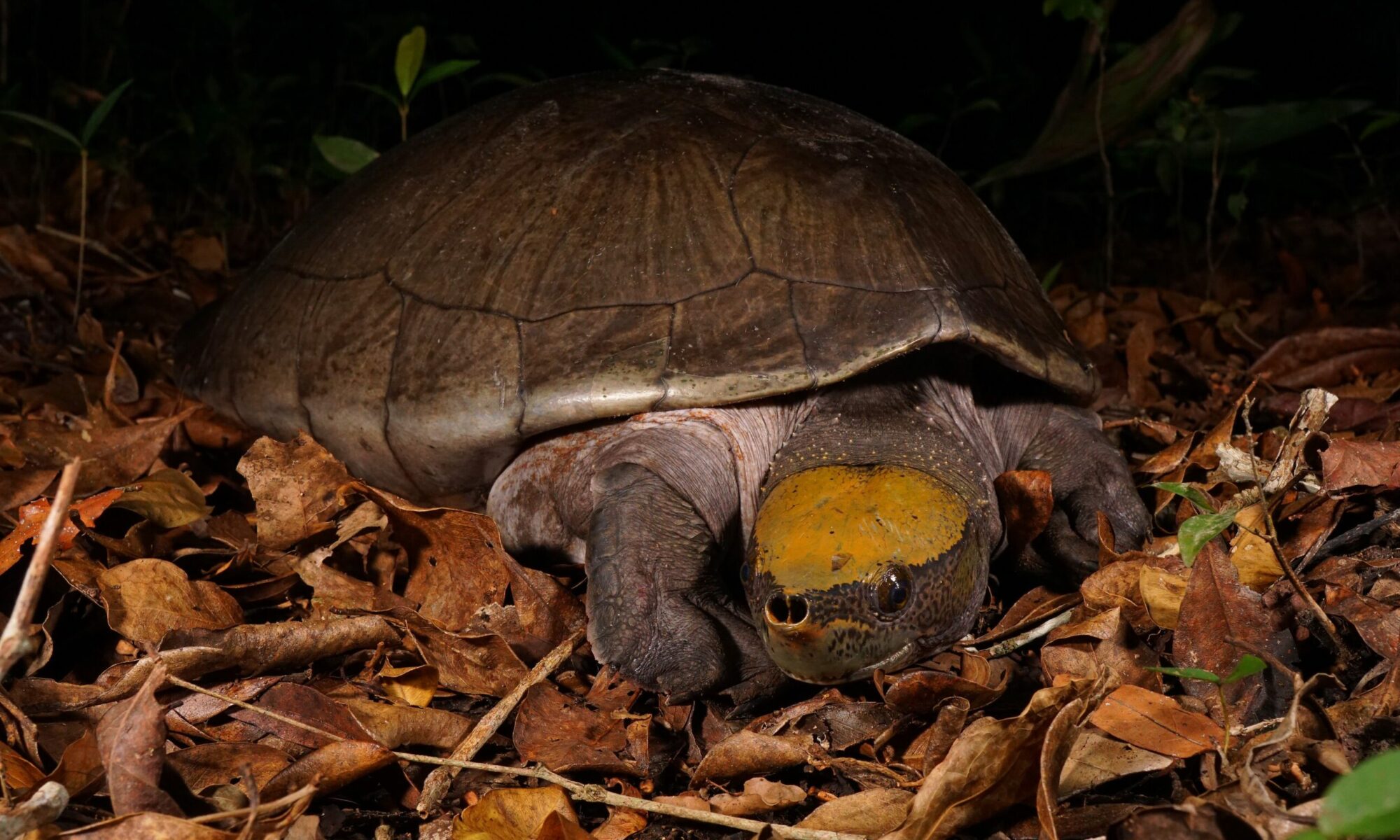 Central American River Turtle - Turtle Survival Alliance