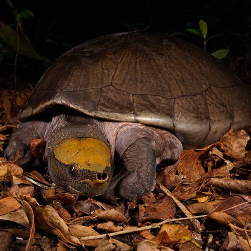 Species – Turtle Survival Alliance