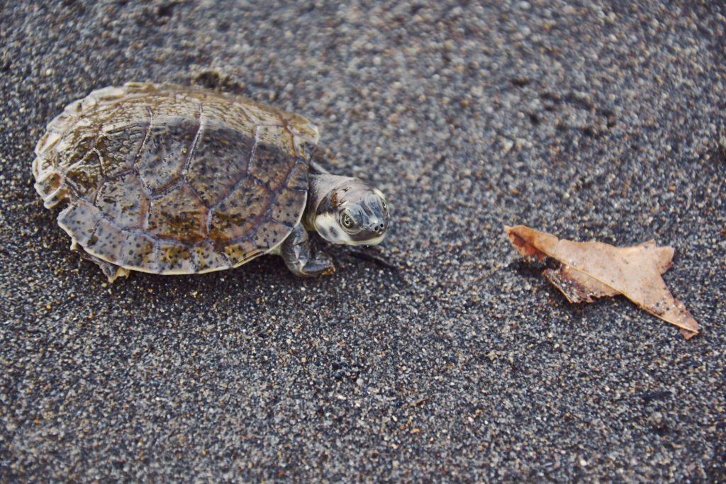 Magdalena River Turtle - Turtle Survival Alliance