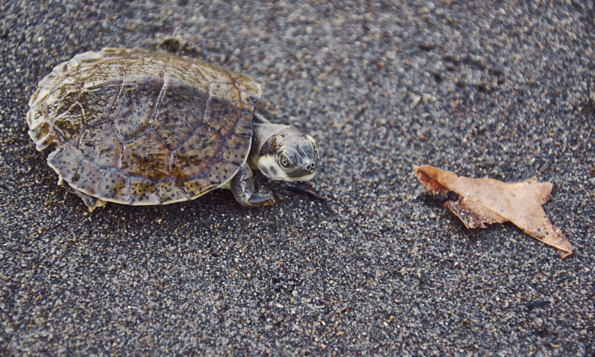 Magdalena River Turtle - Turtle Survival Alliance
