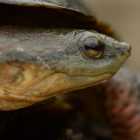 Species – Turtle Survival Alliance