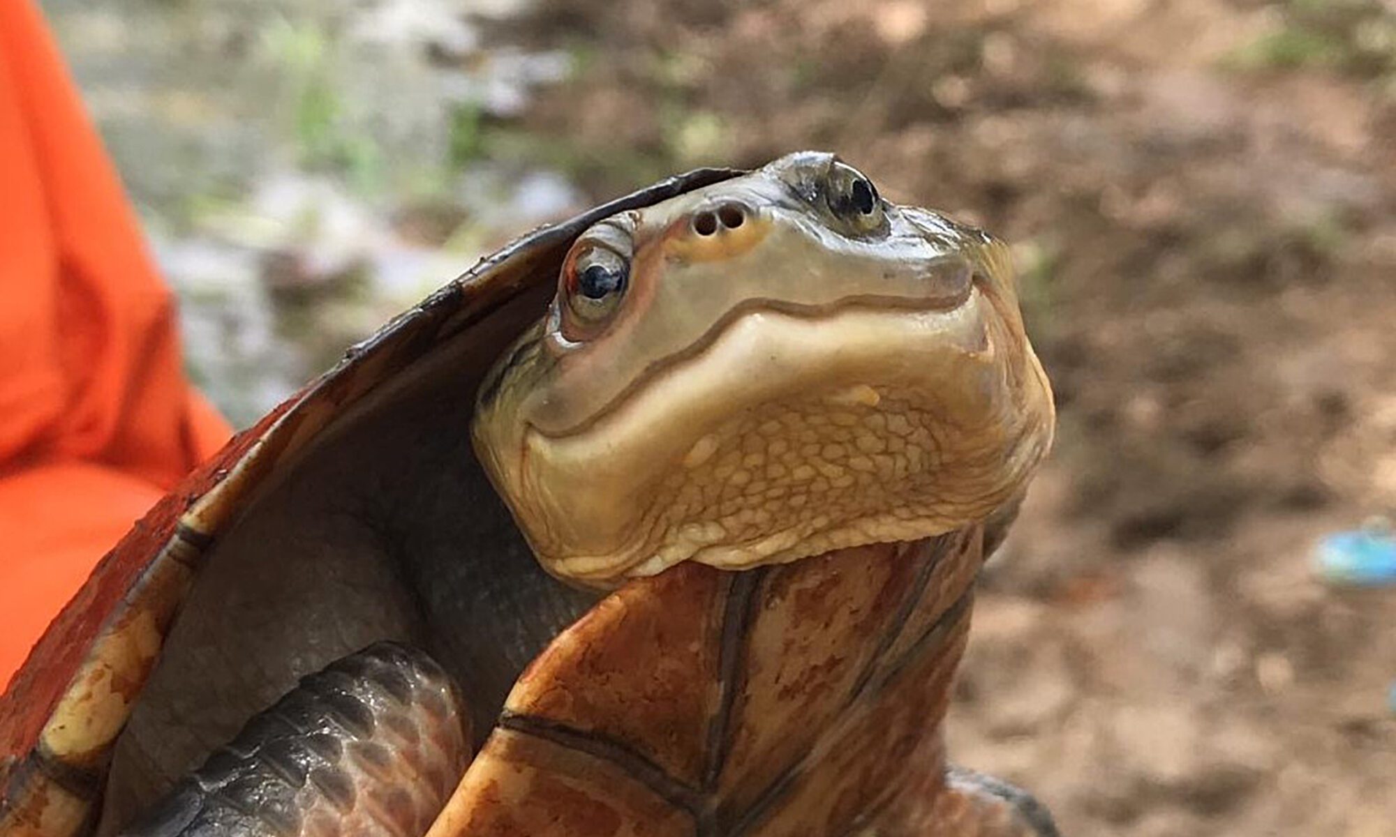 Dahl’s Toad-headed Turtle - Turtle Survival Alliance