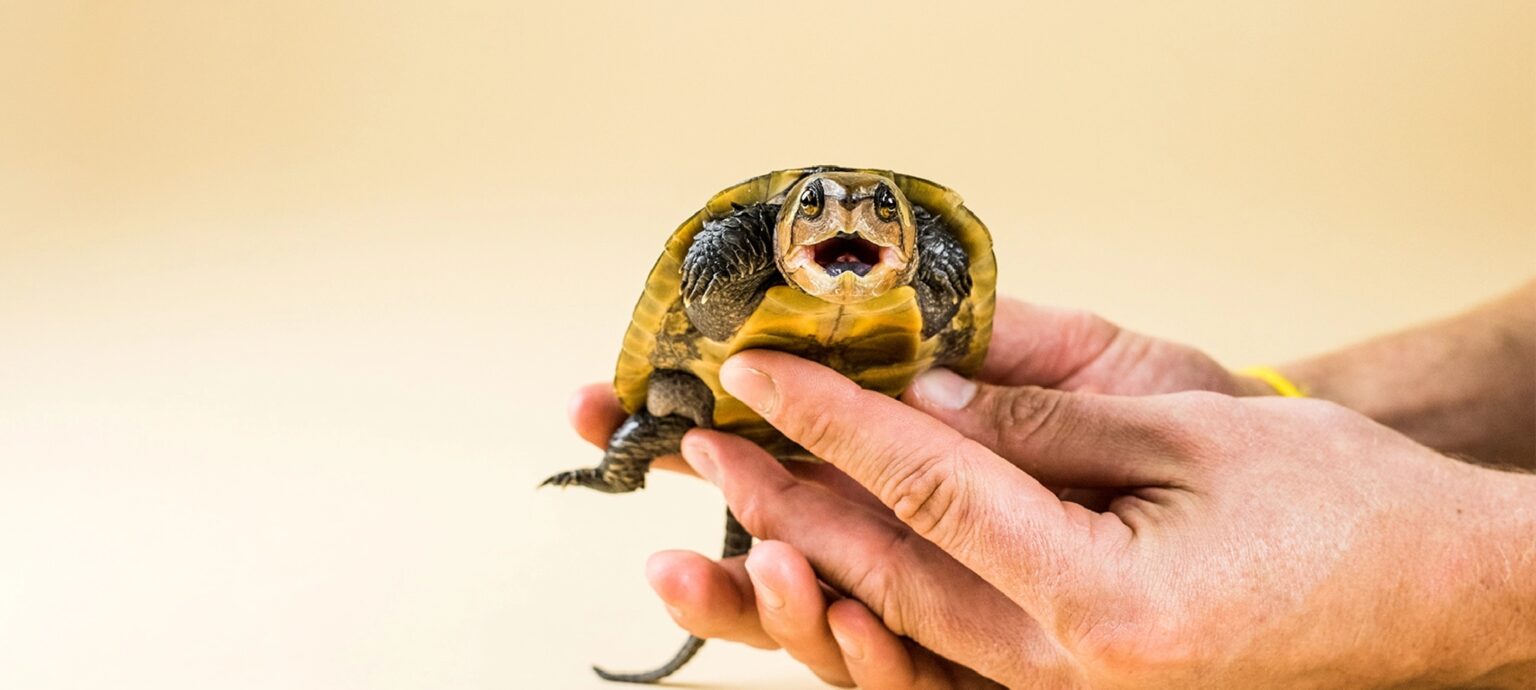 News & Events - Turtle Survival Alliance