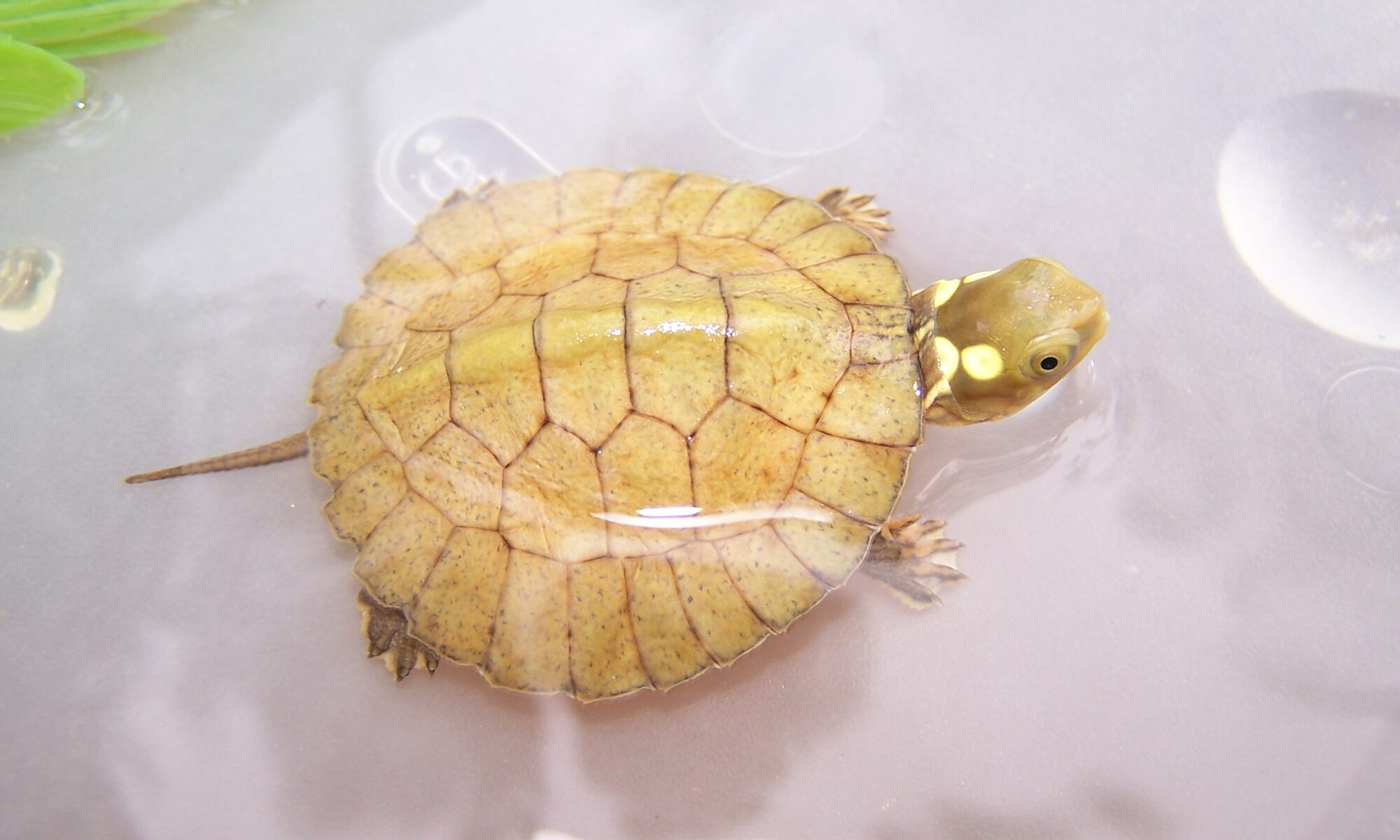 Four-eyed Turtle - Turtle Survival Alliance