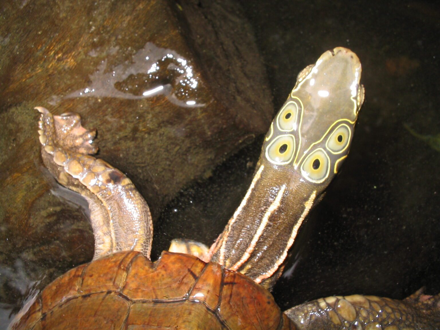 Four-eyed Turtle - Turtle Survival Alliance