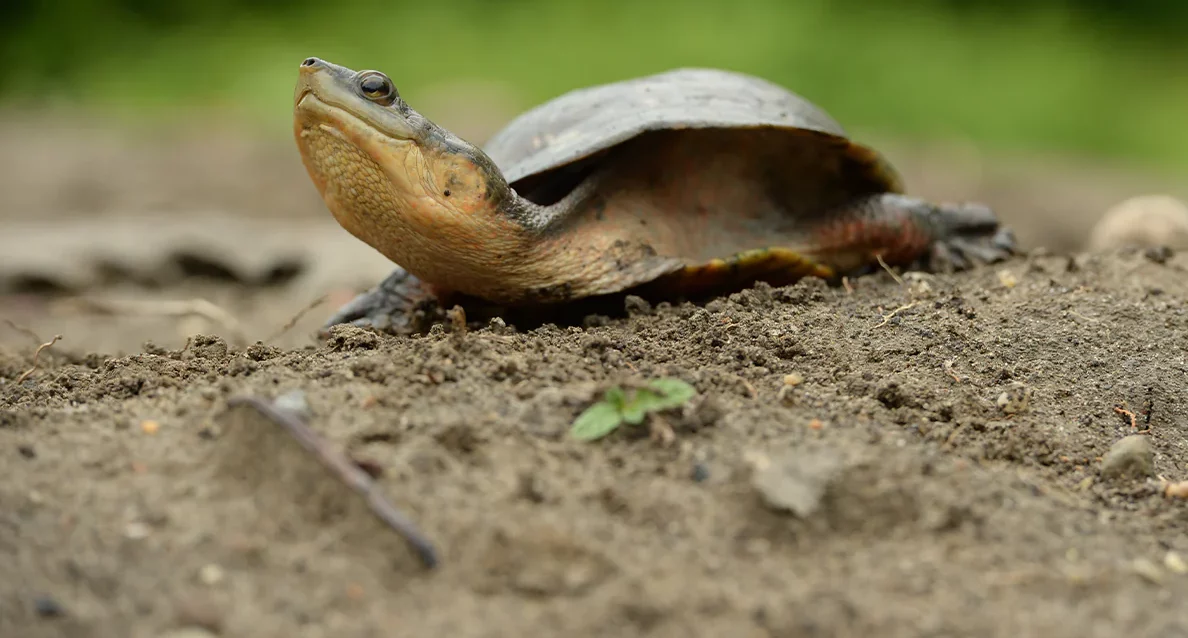 Colombia - Turtle Survival Alliance