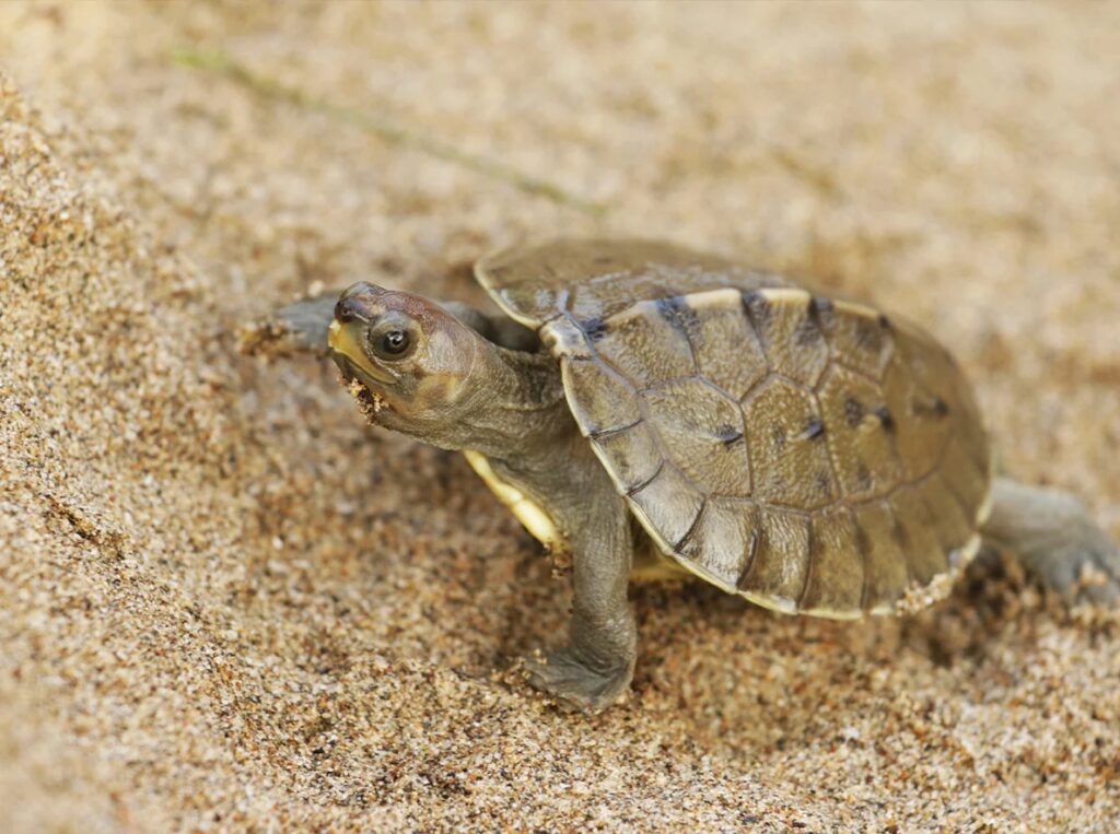 Indonesia | Sumatra - Turtle Survival Alliance