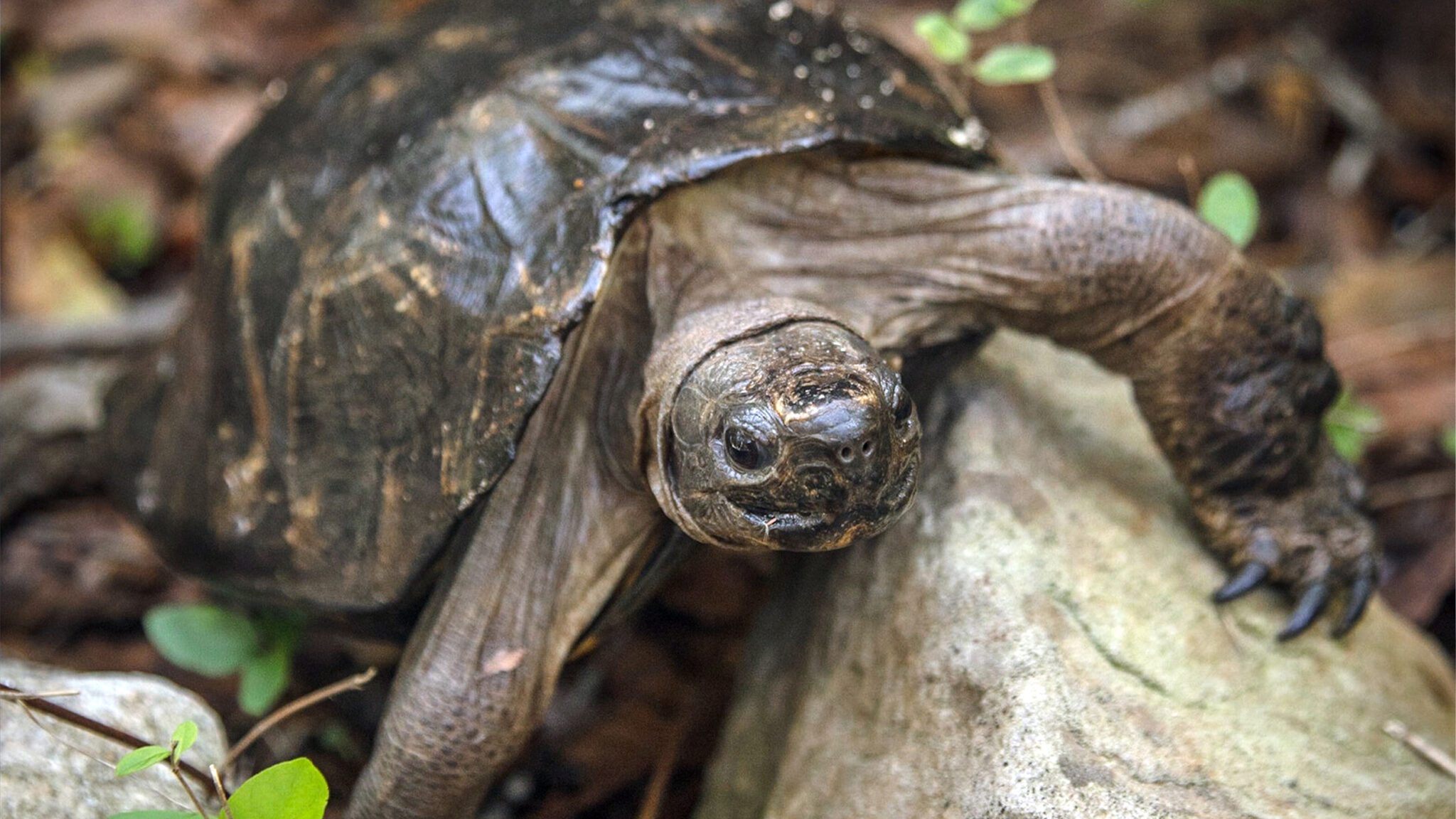 Myanmar Archives - Turtle Survival Alliance