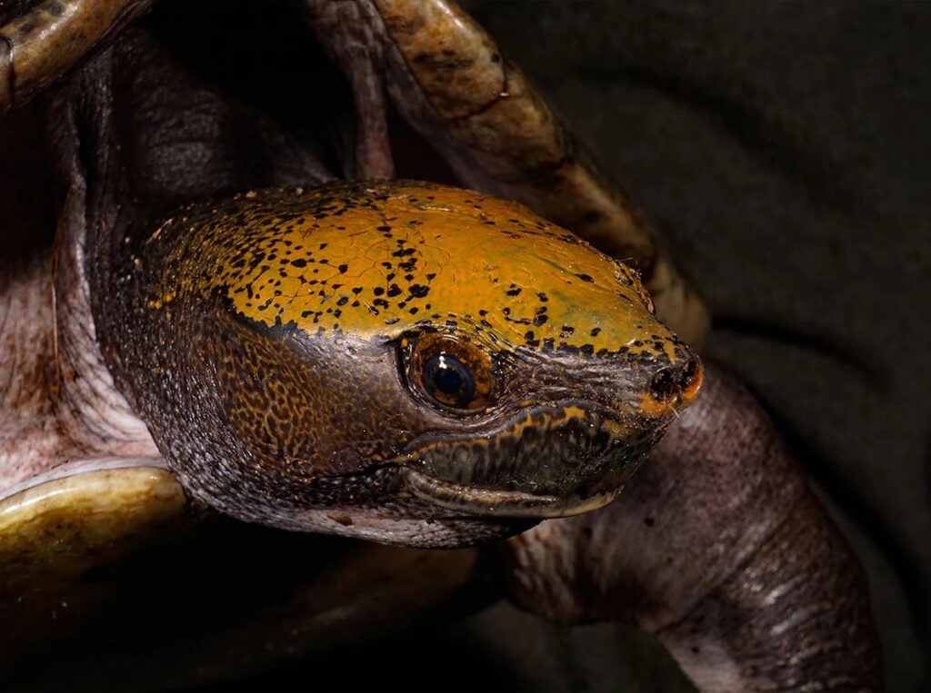 Belize - Turtle Survival Alliance