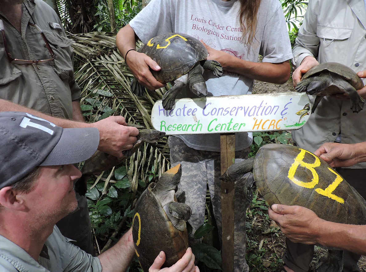 Belize - Turtle Survival Alliance