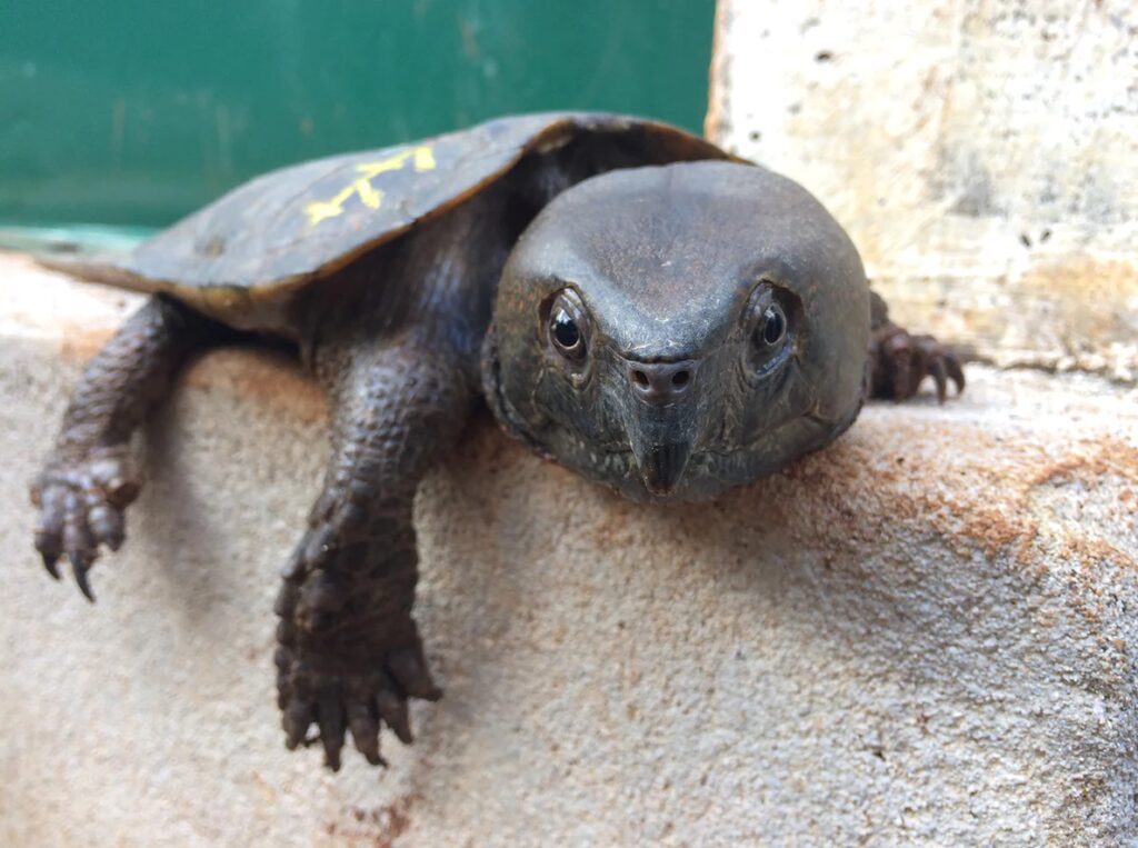 Myanmar - Turtle Survival Alliance