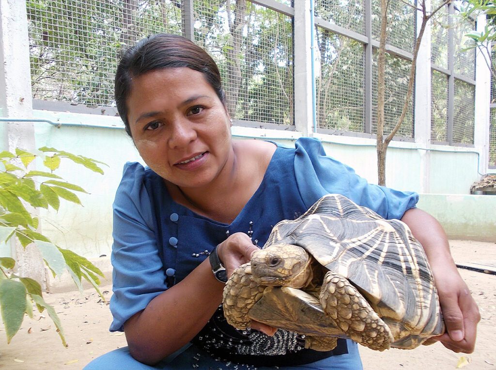 Burmese Star Tortoise - Turtle Survival Alliance