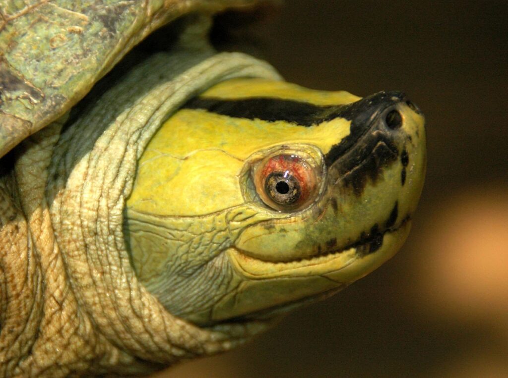 Myanmar - Turtle Survival Alliance