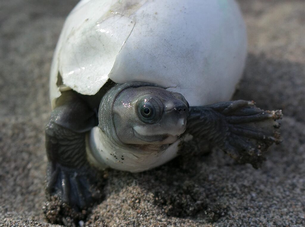 Myanmar - Turtle Survival Alliance