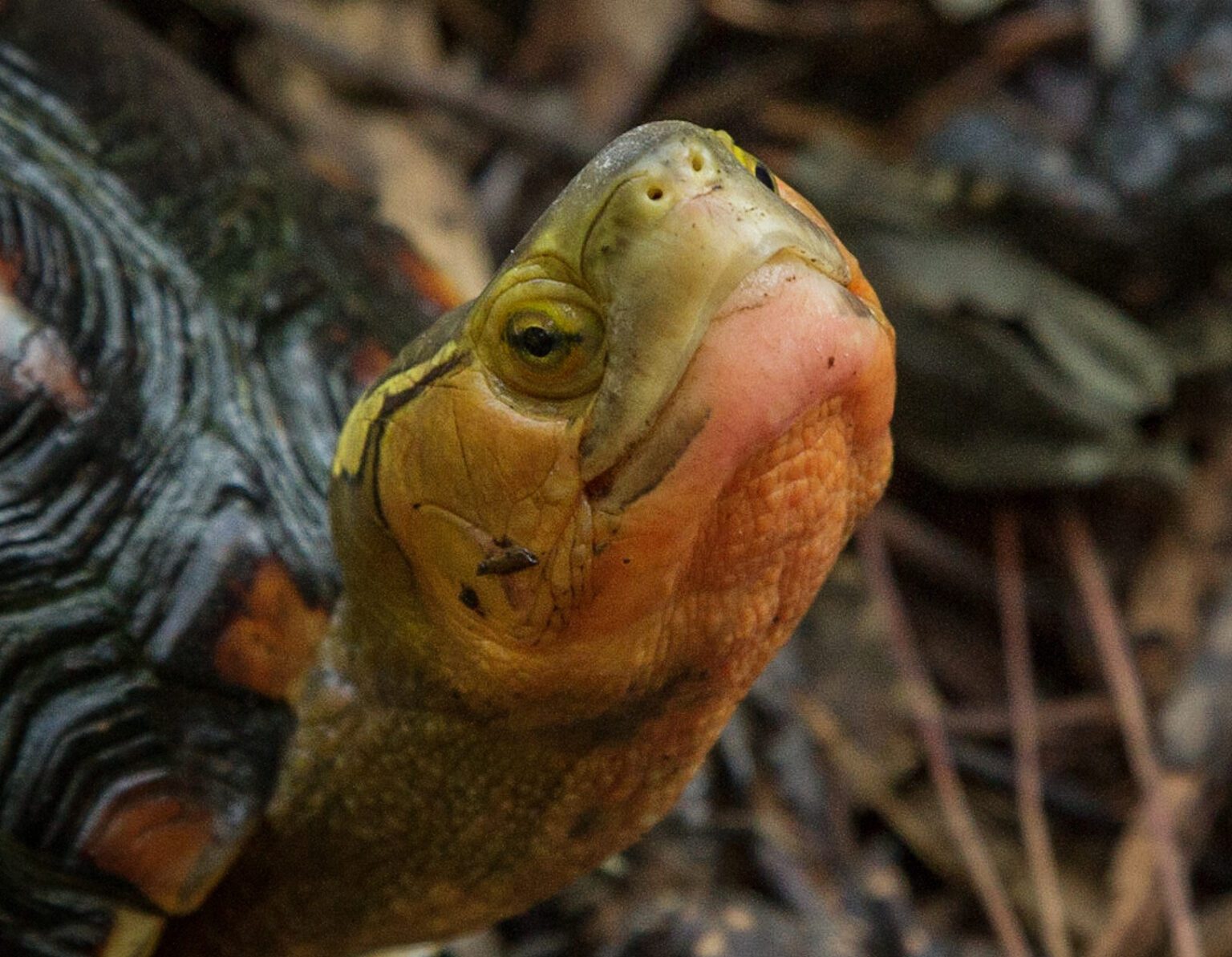 Species Spotlight! Yellow-margined Box Turtle - Turtle Survival Alliance