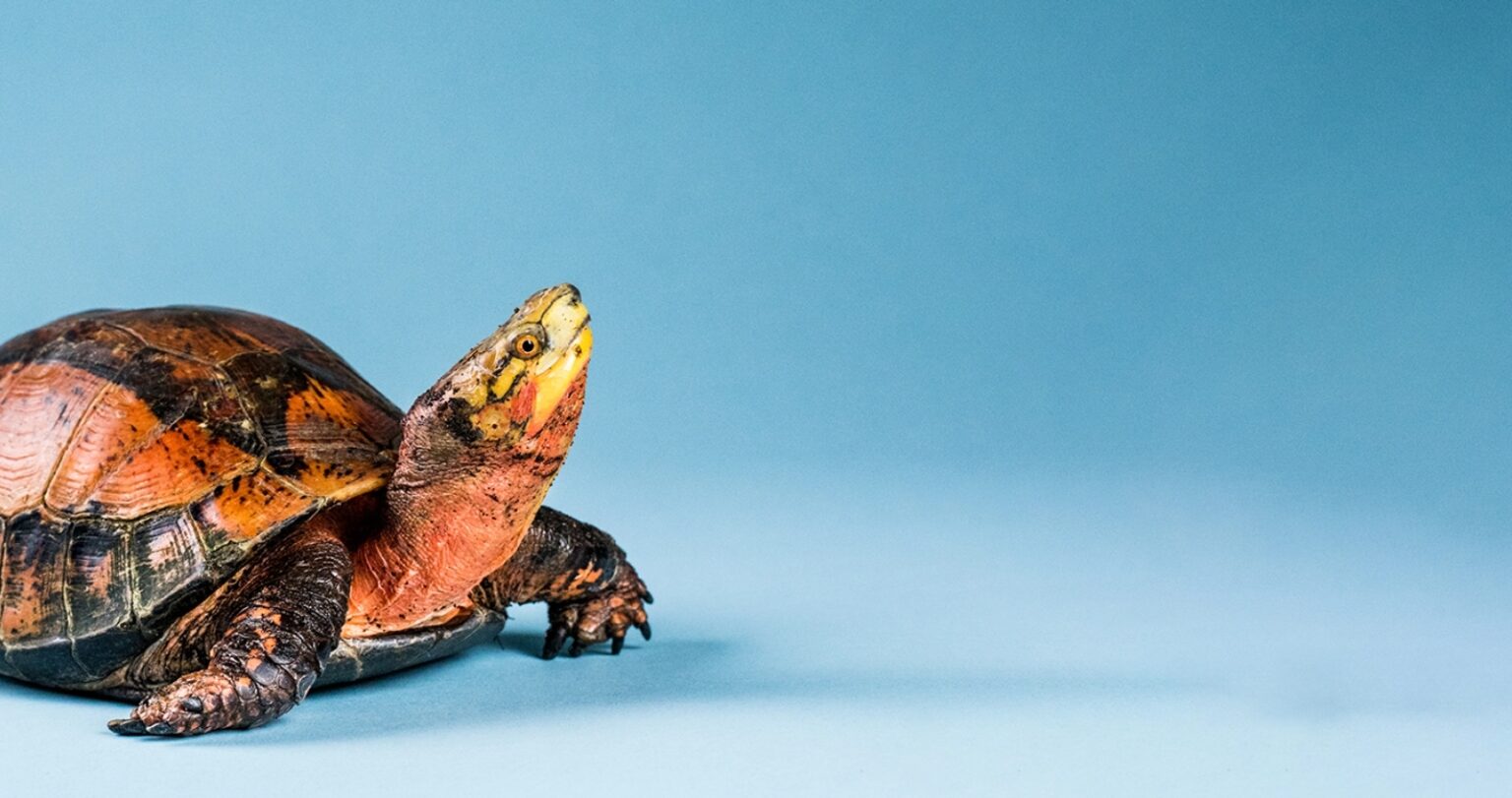 Annual Symposium - Turtle Survival Alliance