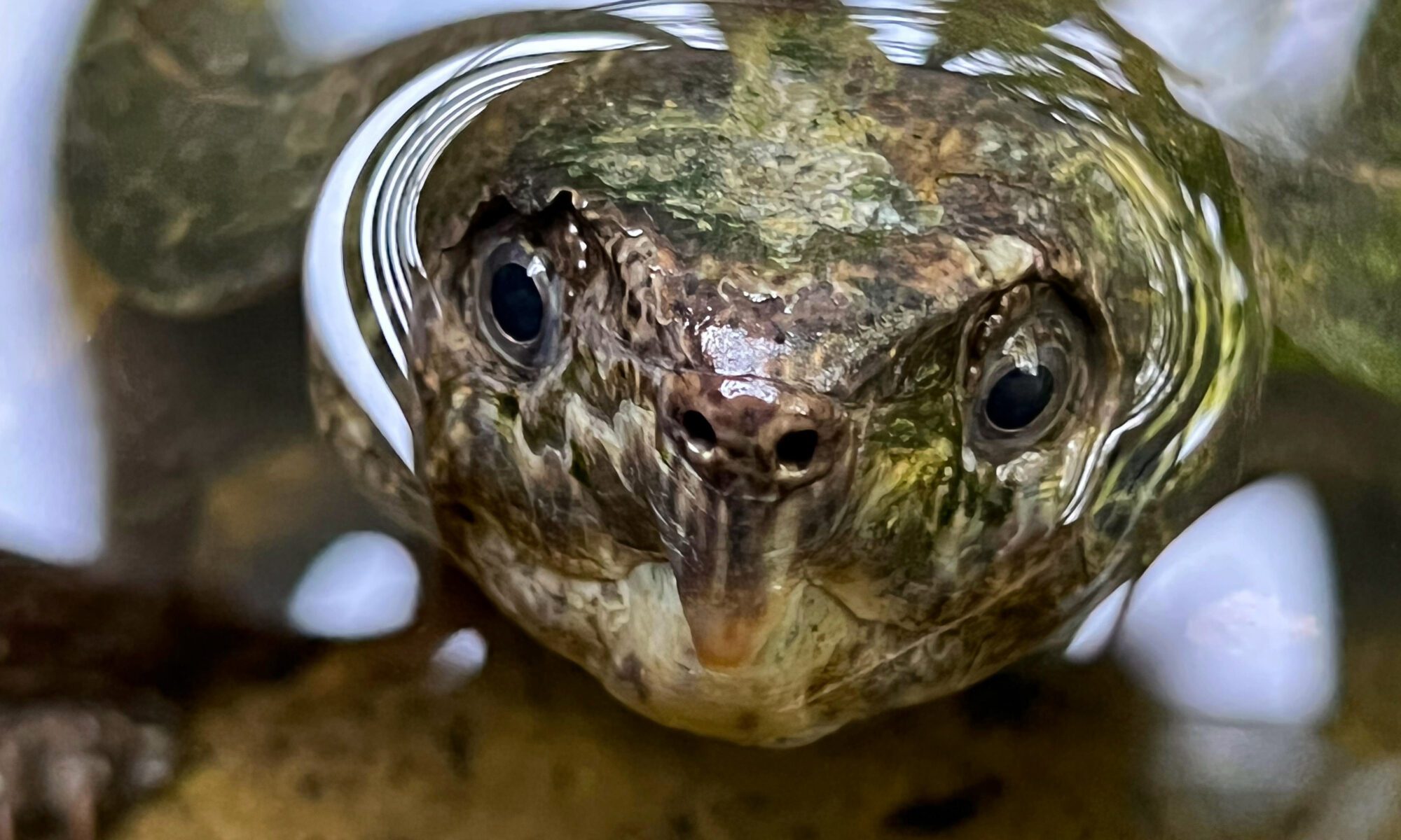 Drink Beer Save Turtles® - Turtle Survival Alliance
