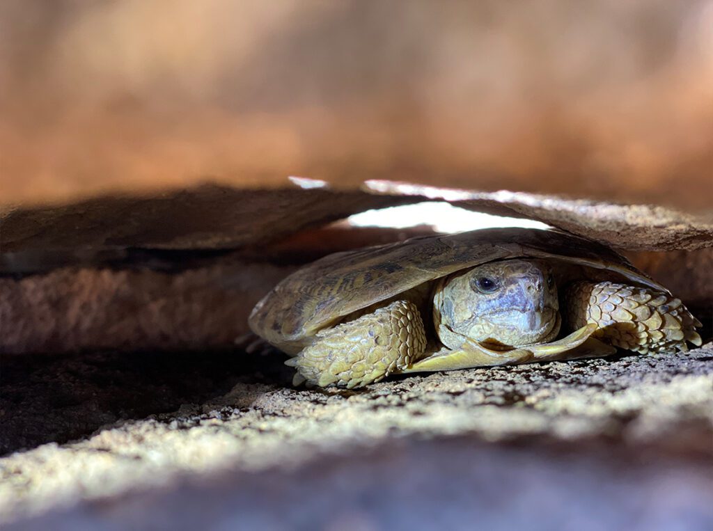 Pancake Tortoise - Turtle Survival Alliance