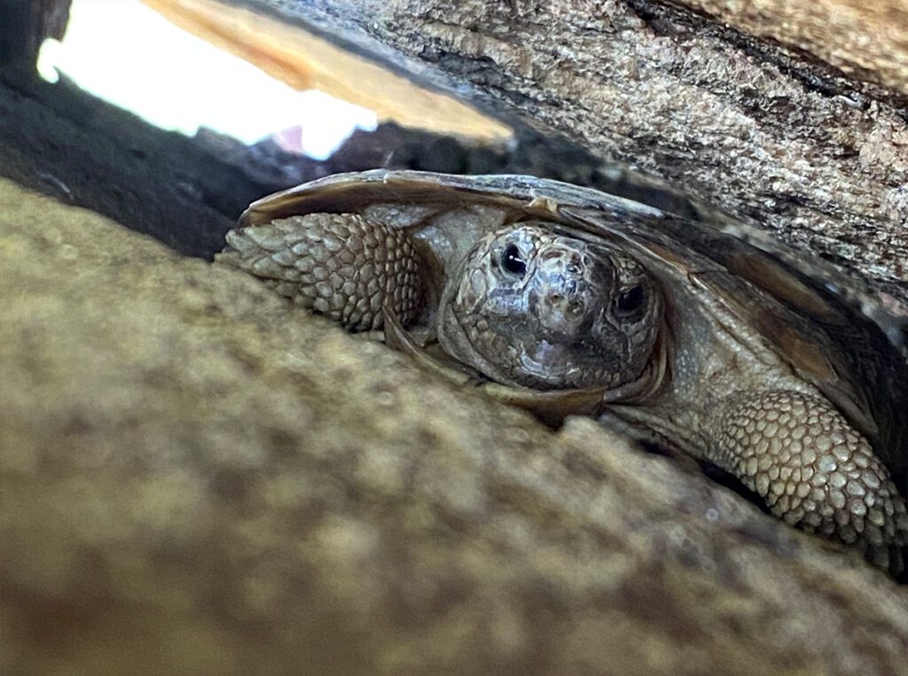 Pancake Tortoise - Turtle Survival Alliance