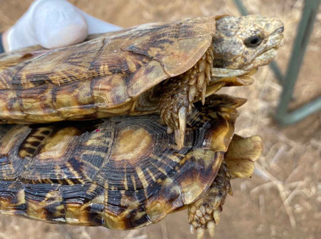 Pancake Tortoise - Turtle Survival Alliance
