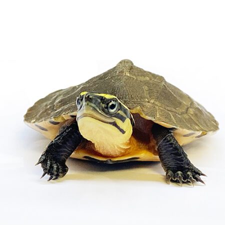 Species Spotlight! Southeast Asian Box Turtle - Turtle Survival Alliance