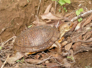Spotted Box Turtle - Turtle Survival Alliance