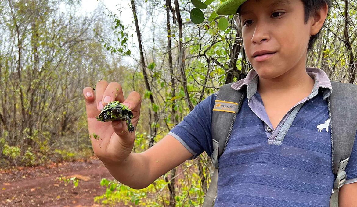 Mexico - Turtle Survival Alliance
