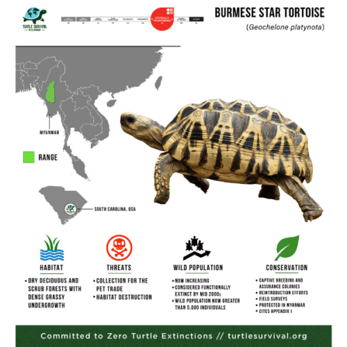 Burmese Star Tortoise - Turtle Survival Alliance