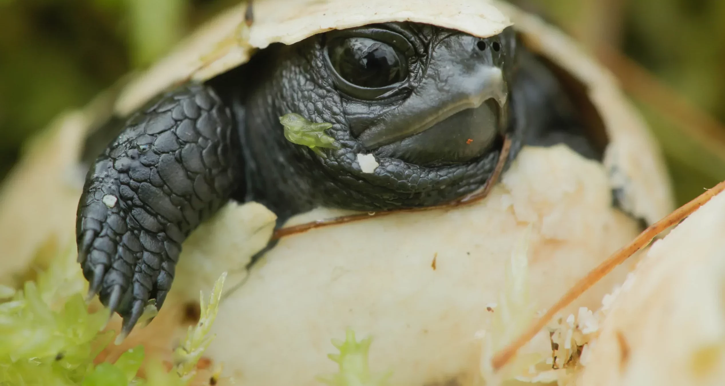 Volunteer Science - Turtle Survival Alliance