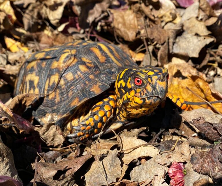 Eastern Box Turtle - Turtle Survival Alliance