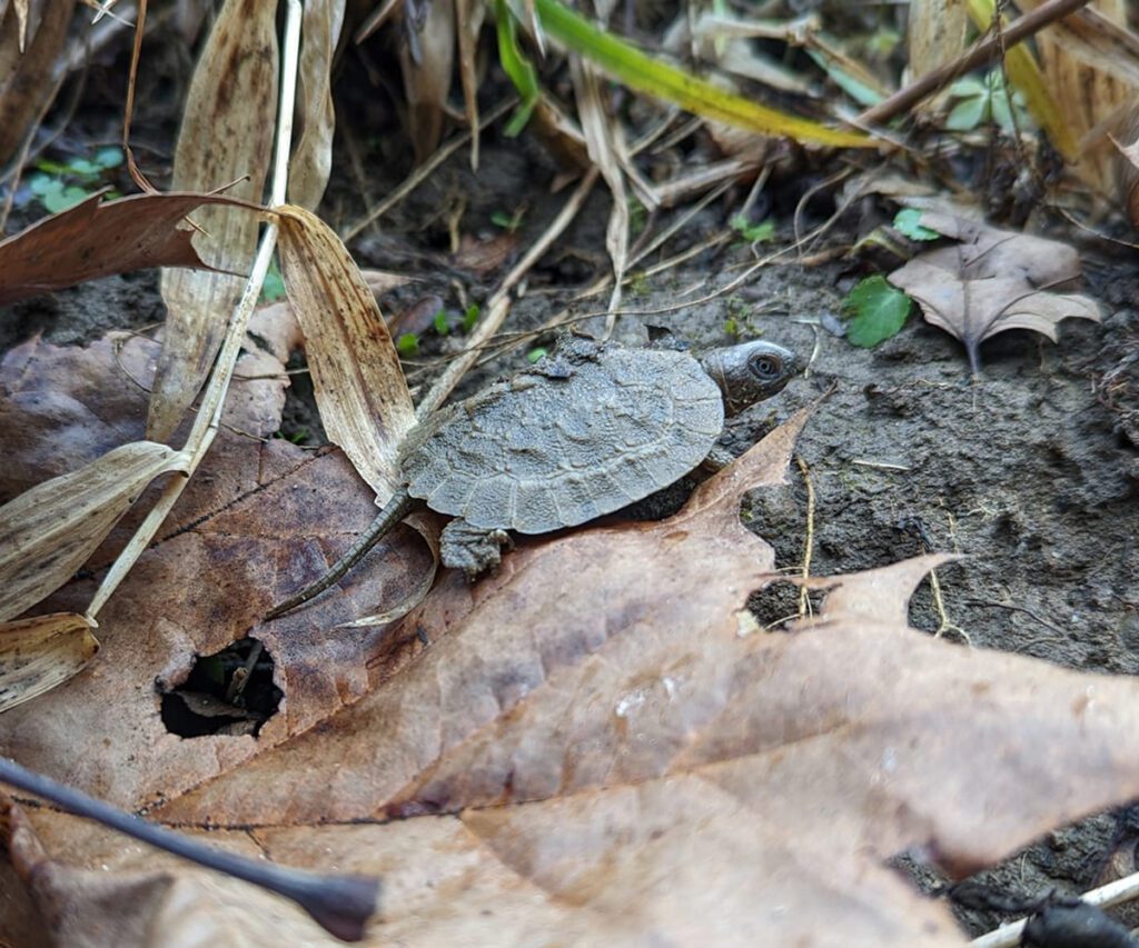 North American Wood Turtle - Turtle Survival Alliance