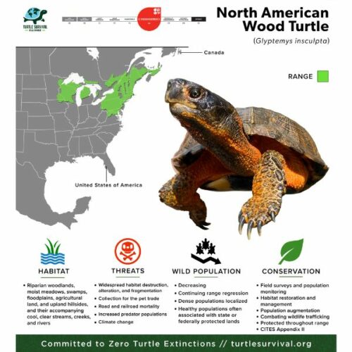 North American Wood Turtle - Turtle Survival Alliance