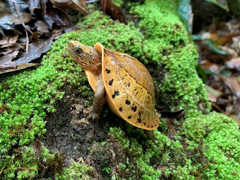 Turtle Survival Center - Turtle Survival Alliance