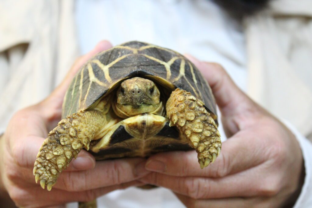 Turtle Survival Center - Turtle Survival Alliance