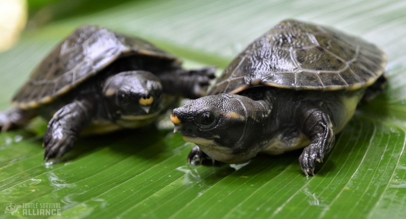 Species Spotlight: Central American River Turtle - Turtle Survival Alliance