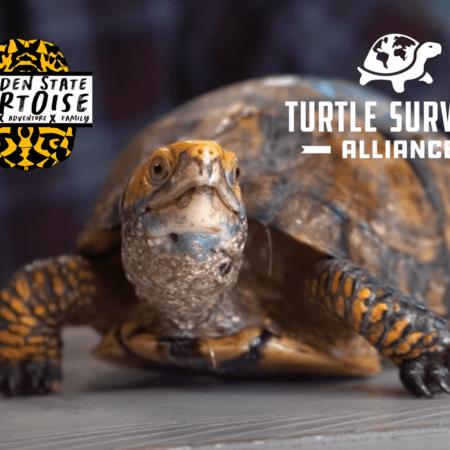 Turtle Survival Alliance | We Protect Turtles