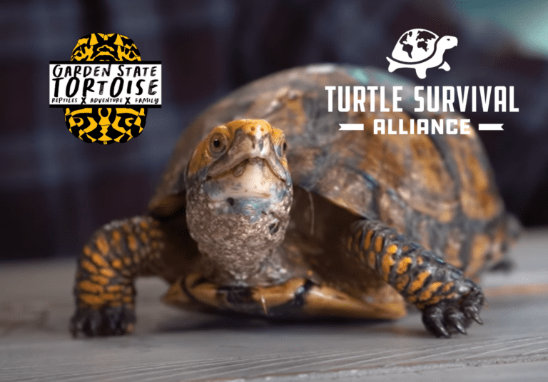 A Visit to the Garden State - Turtle Survival Alliance