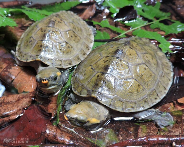 Species Spotlight: Central American River Turtle - Turtle Survival Alliance
